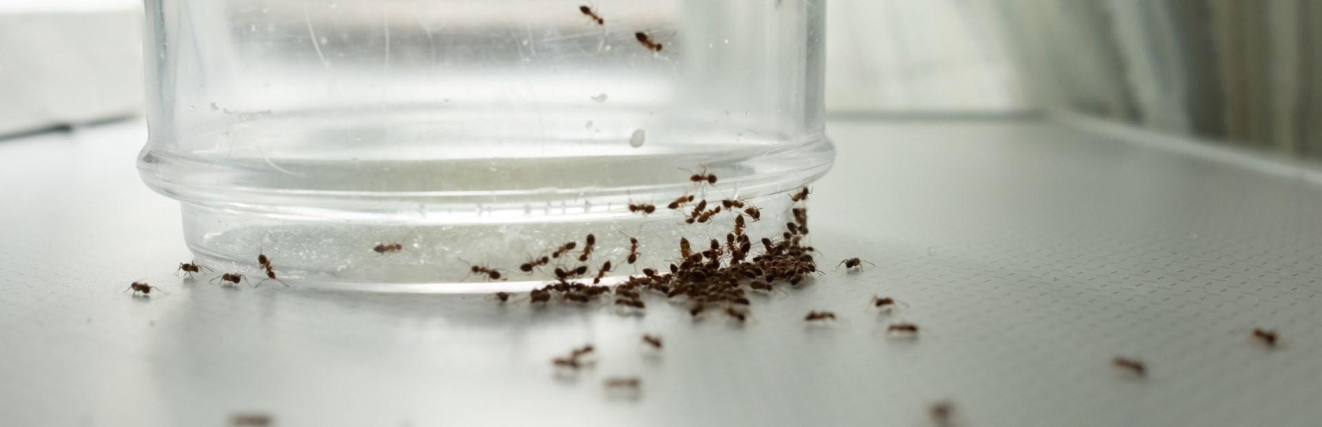Ant Control in Atlanta Metro | Local Ant Exterminator in Atlanta Area