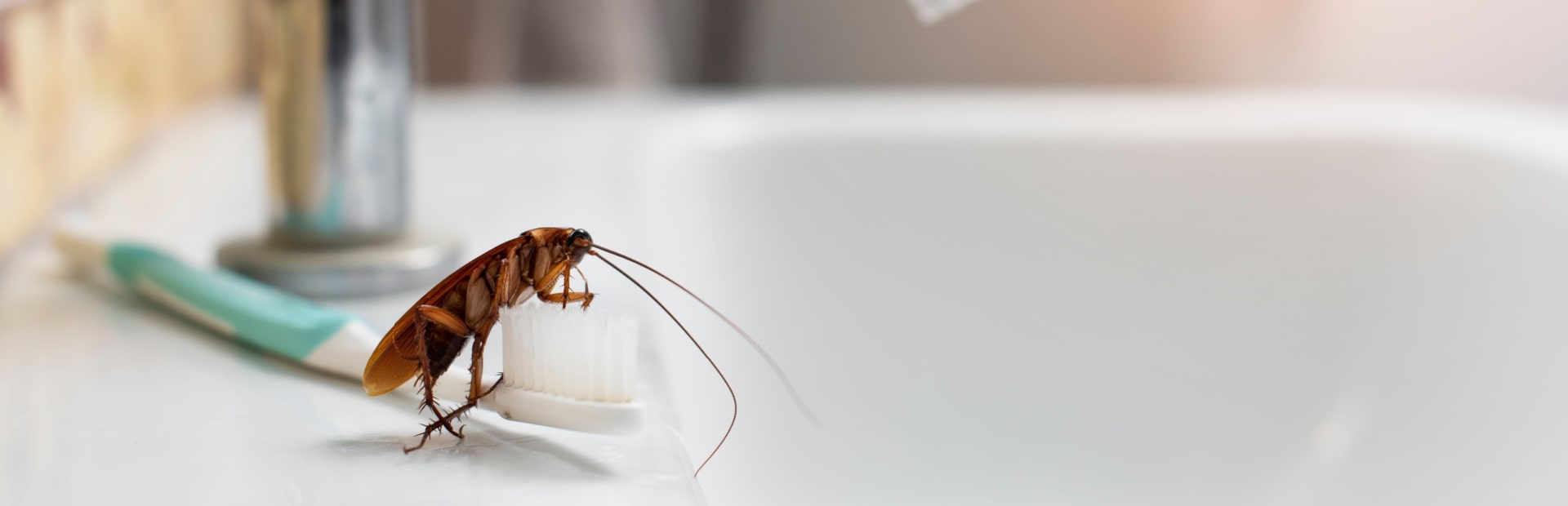 Cockroach Control in Atlanta Metro, GA | Local Roach Exterminator