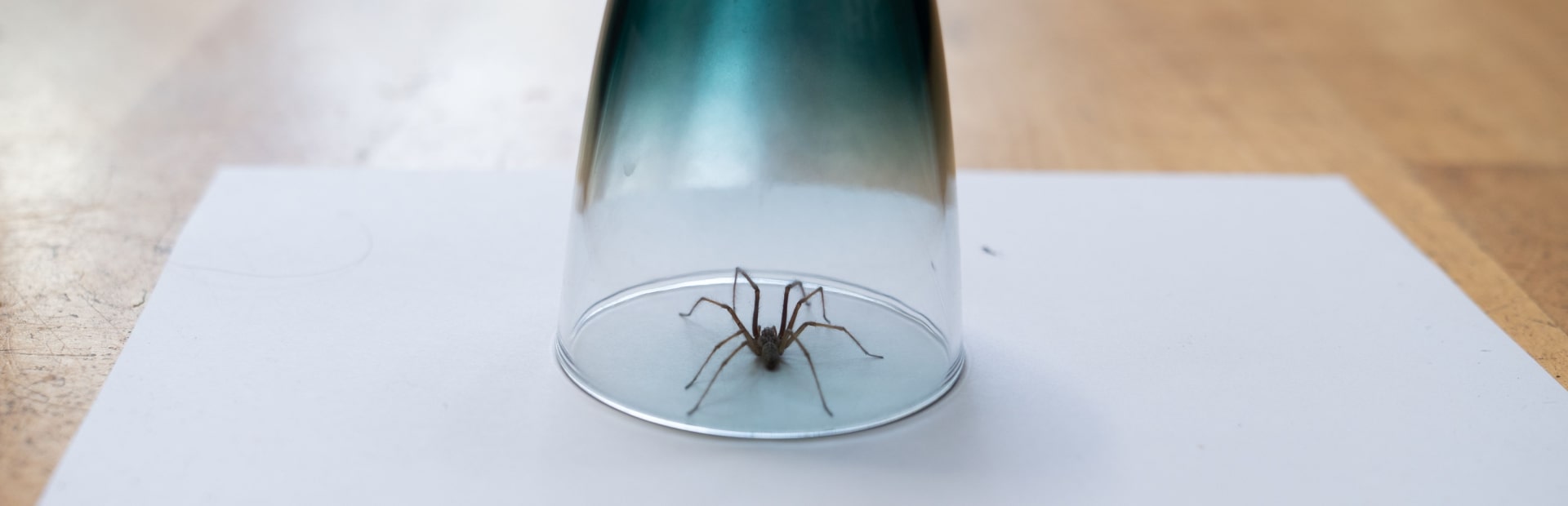 Spider Control in Atlanta Metro Area | Local Spider Exterminator