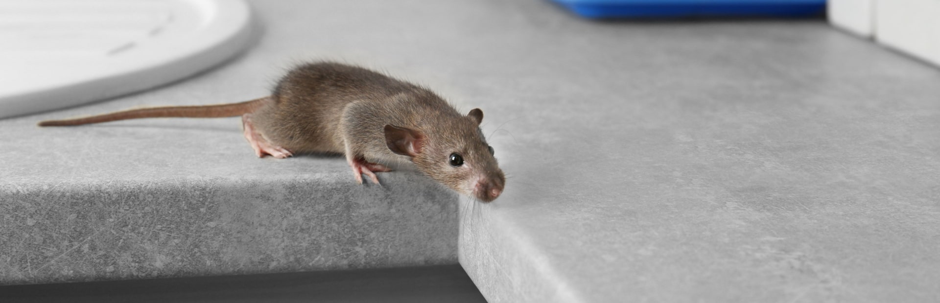 Rodent Control in Atlanta Area | Local Mouse & Rat Exterminator