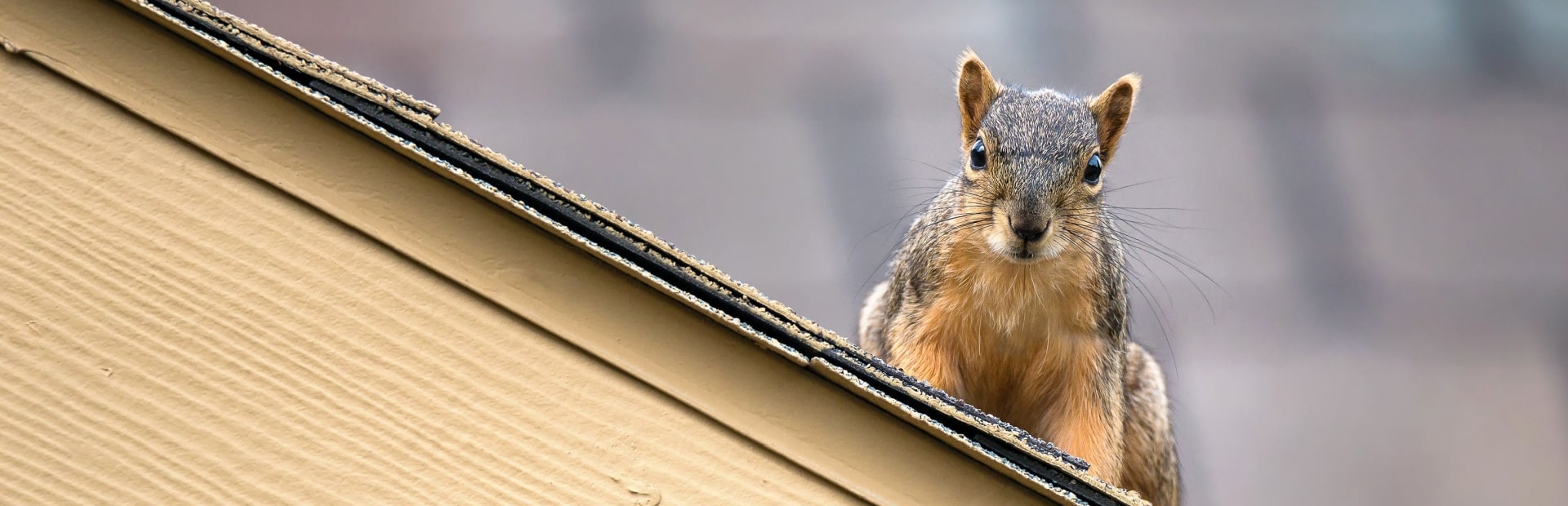 Wildlife Control in Atlanta Metro Area| Wildlife Removal in Atlanta